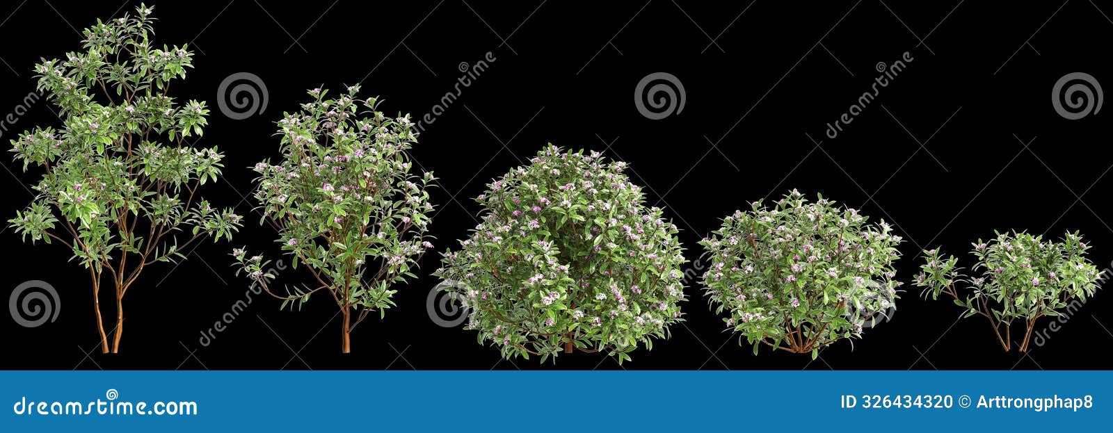 3d Illustration Of Odora Bush Isolated On White Background Royalty-Free ...