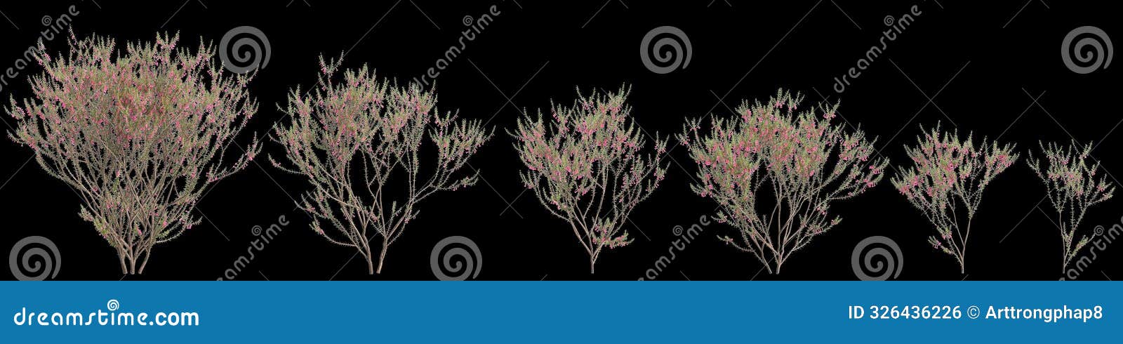 3d Illustration Of Set Epacris Impressa Tree Isolated On Black ...