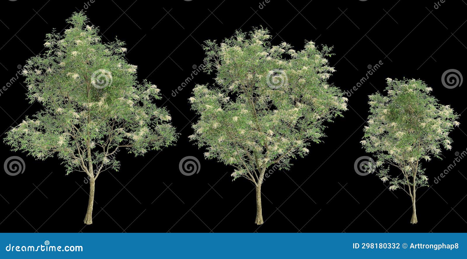 Fraxinus, Tree Is Half Bald, Colored Green And Red . Engraving Raster ...