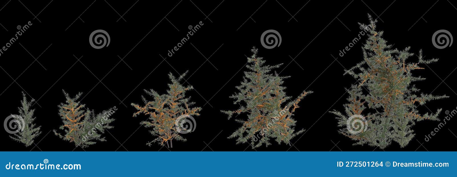 3d Illustration of Set Hippophae Rhamnoides Isolated on Black ...