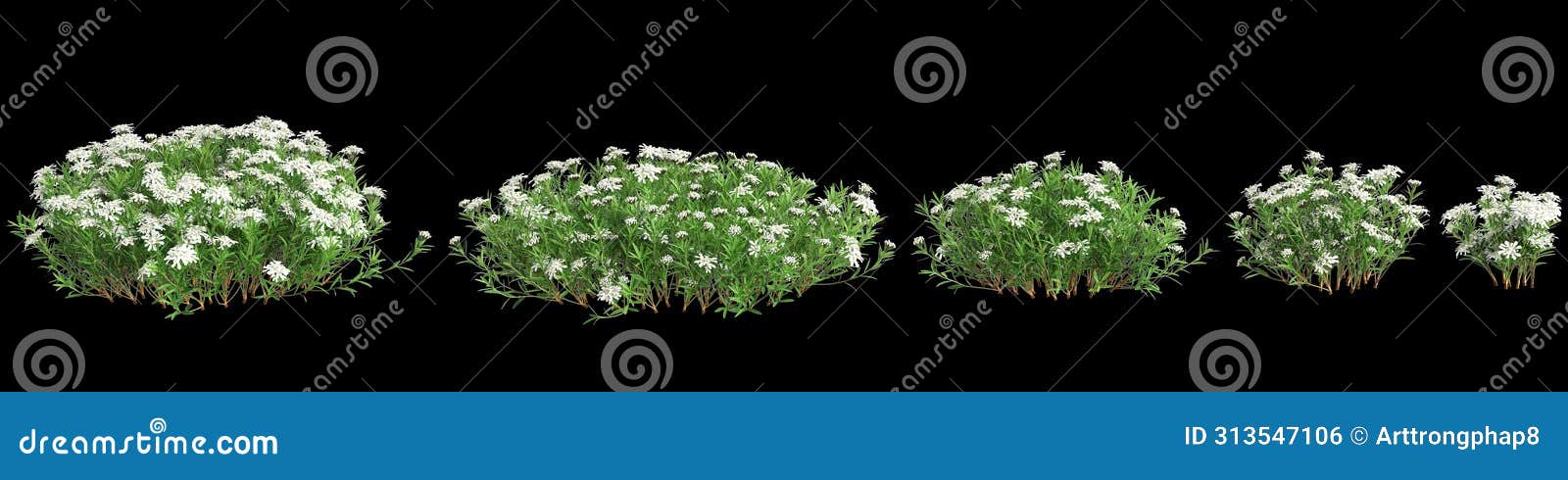 3d Illustration Of Iberis Sempervirens Bush Isolated On Black ...