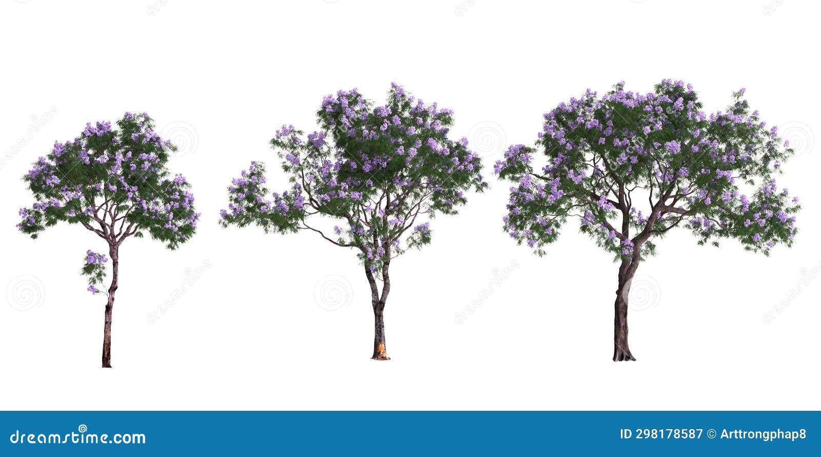 3d Illustration Of Jacaranda Mimosifolia Tree Isolated On White ...