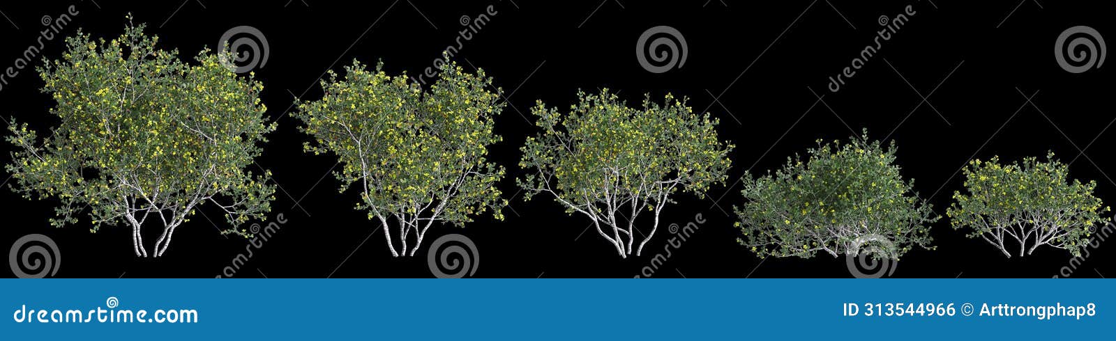 3d Illustration Of Larrea Cuneifolia Tree Isolated On Black Background ...