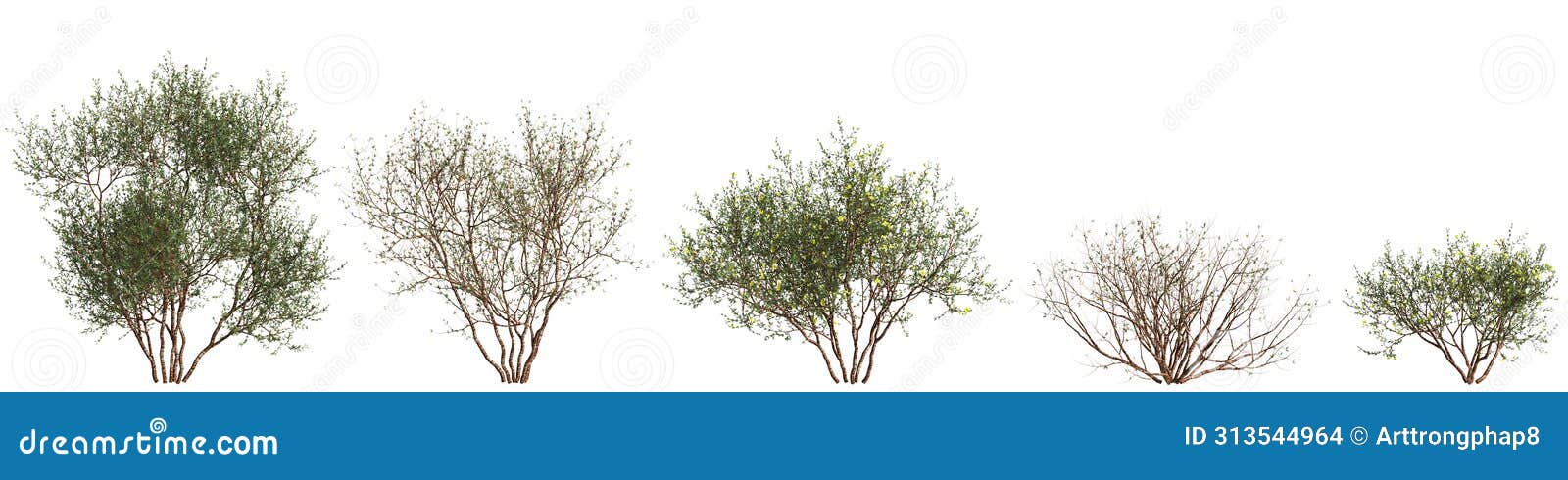 3d Illustration Of Set Larrea Divaricata Tree Isolated On White ...