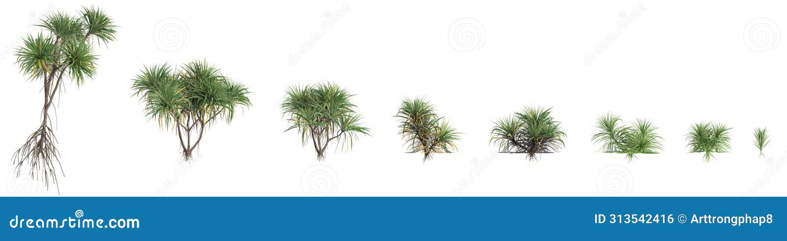 3d Illustration Of Pandanus Baptistii Variegata Bush Isolated On Black ...