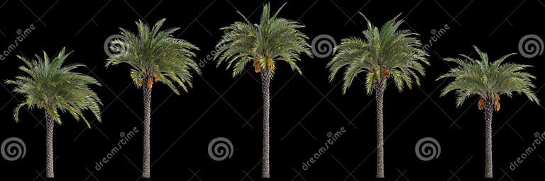 3d Illustration of Set Phoenix Dactylifera Tree Isolated on Black ...