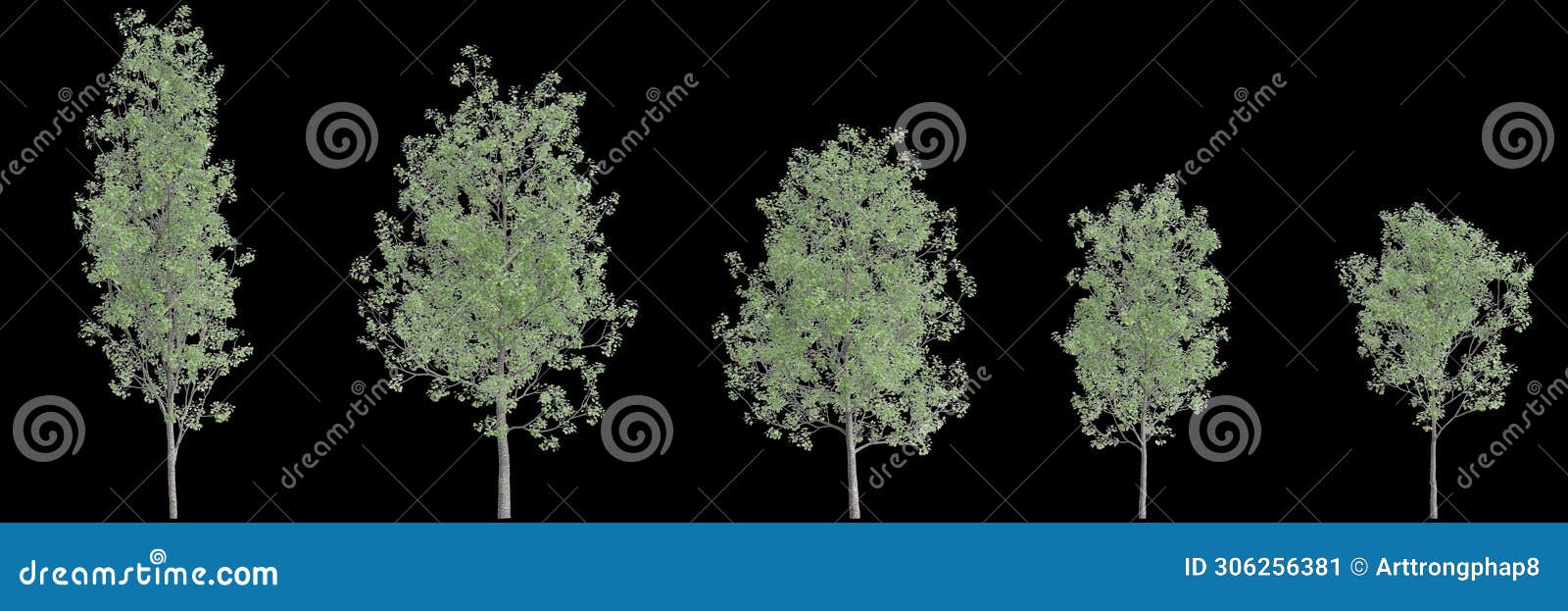 3d Illustration of Set Populus Tremula Tree Isolated on Black ...