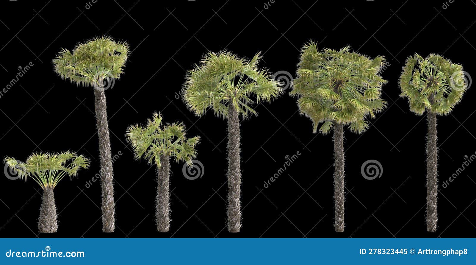 3d Illustration of Set Sabal Palm Tree Isolated on Black Background ...