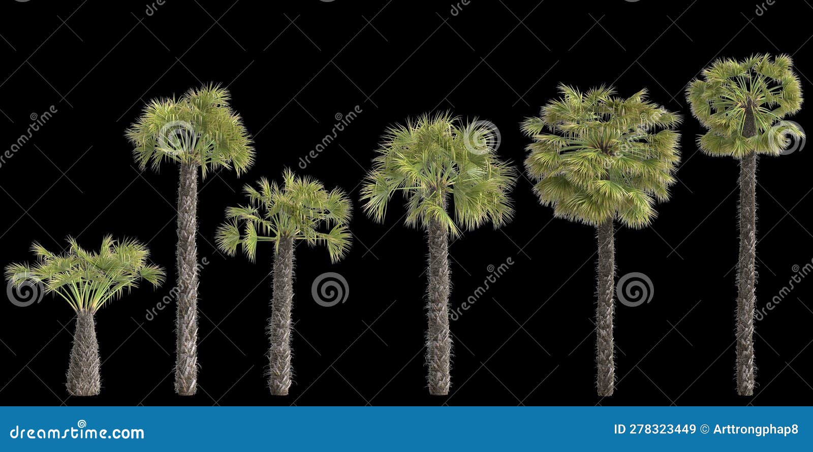 3d Illustration of Set Sabal Palm Tree Isolated on Black Background ...