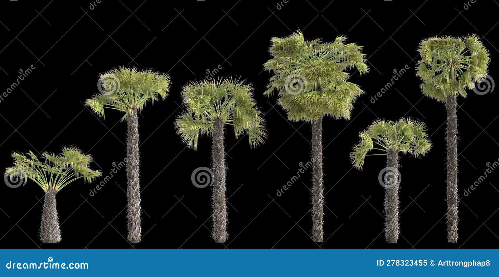 3d Illustration of Set Sabal Palm Tree Isolated on Black Background ...