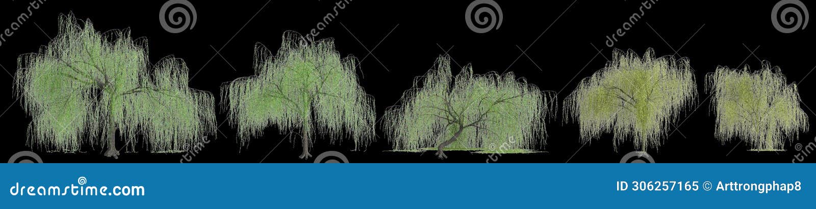 3d Illustration Of Set Salix Tristis Tree Isolated On Black Background ...