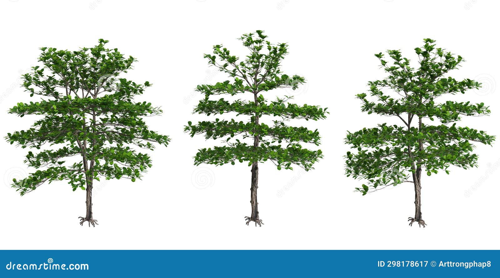 3d Illustration Of Set Terminalia Catappa Tree Isolated On White ...