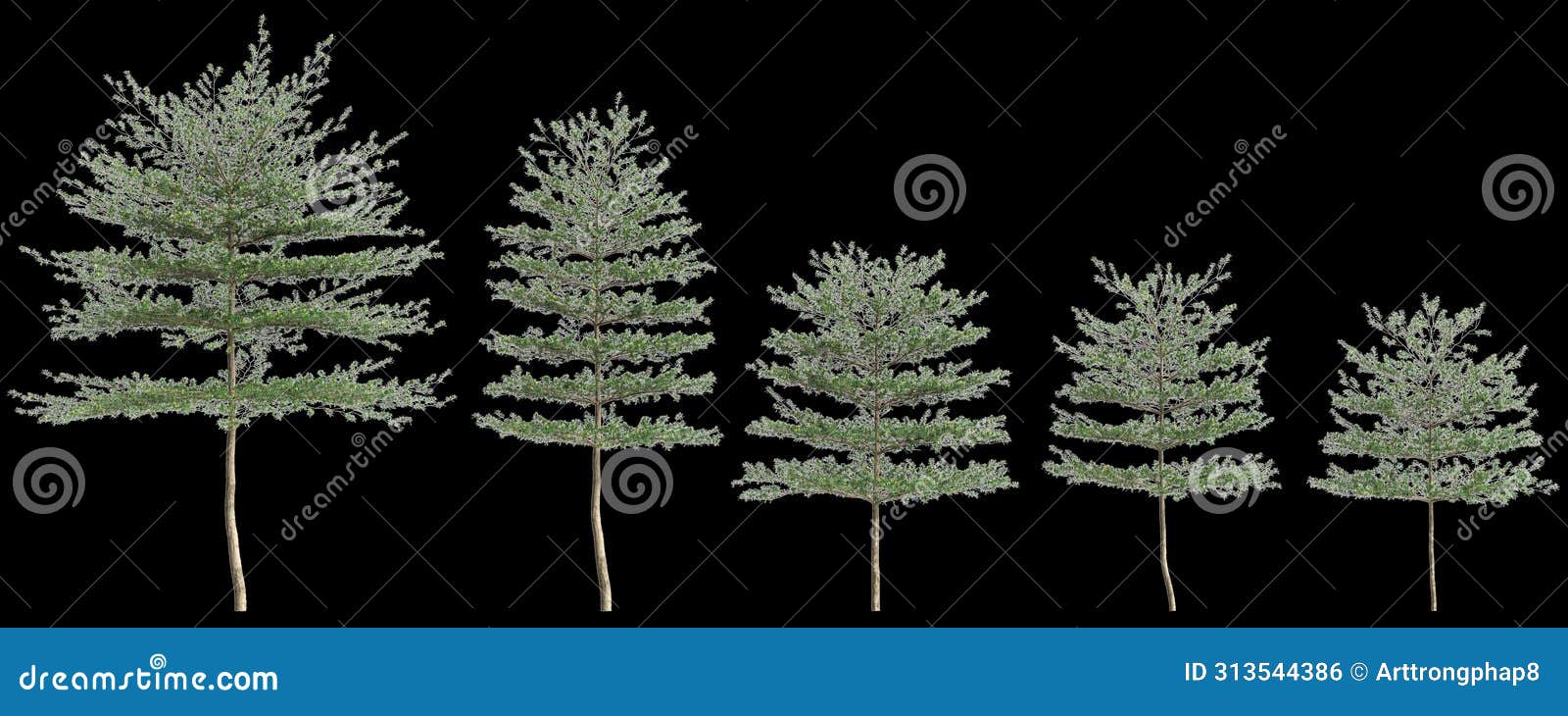 3d Illustration Of Terminalia Mantaly Tree Isolated On White Background ...