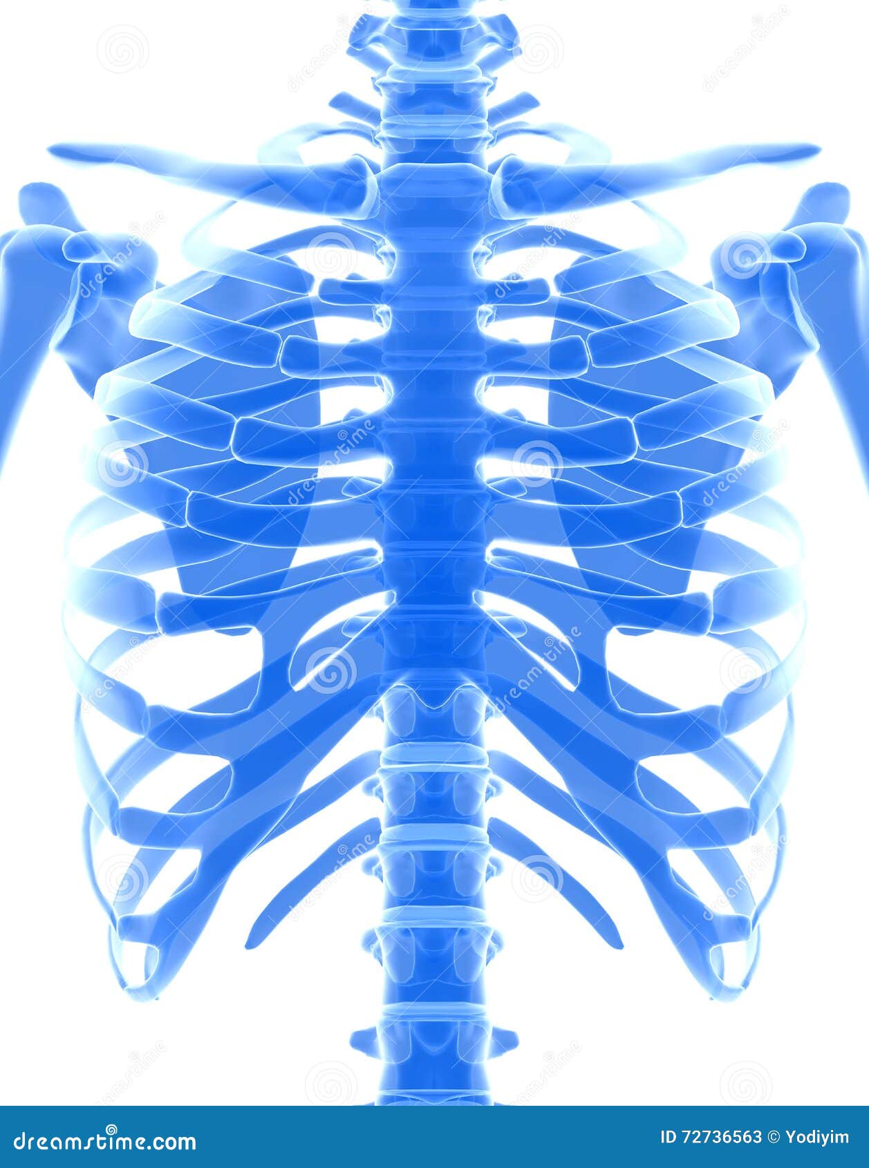 3D Illustration of Shiny Blue Skeleton System. Stock Illustration ...