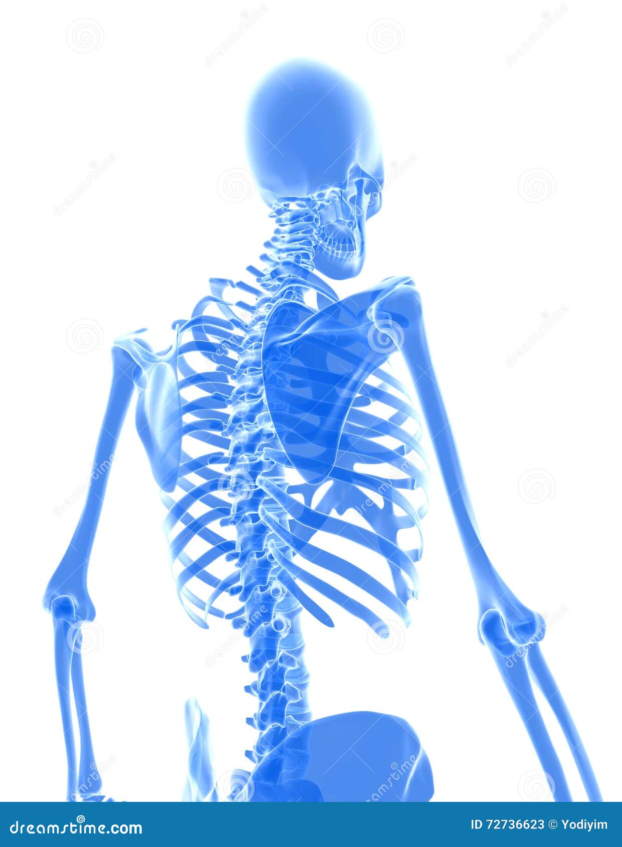 3D Illustration of Shiny Blue Skeleton System. Stock Illustration ...