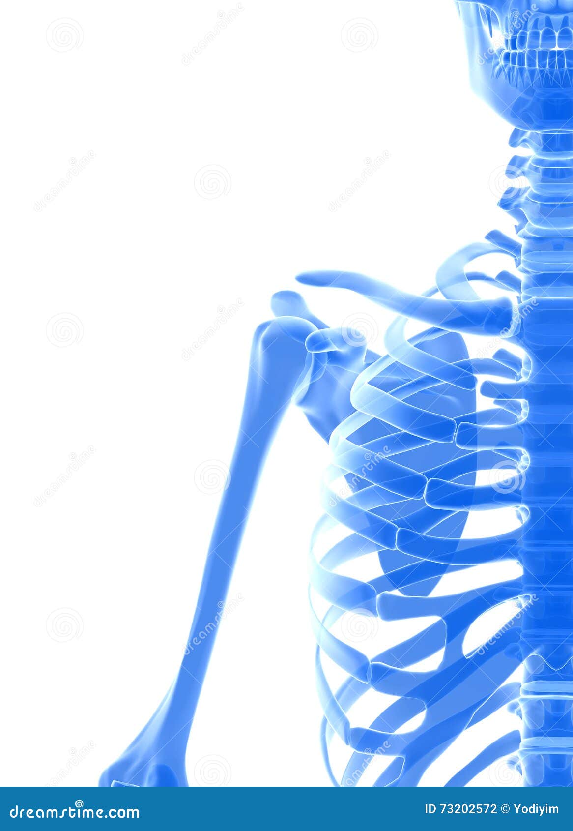 3D Illustration of Shiny Blue Skeleton System. Stock Illustration ...