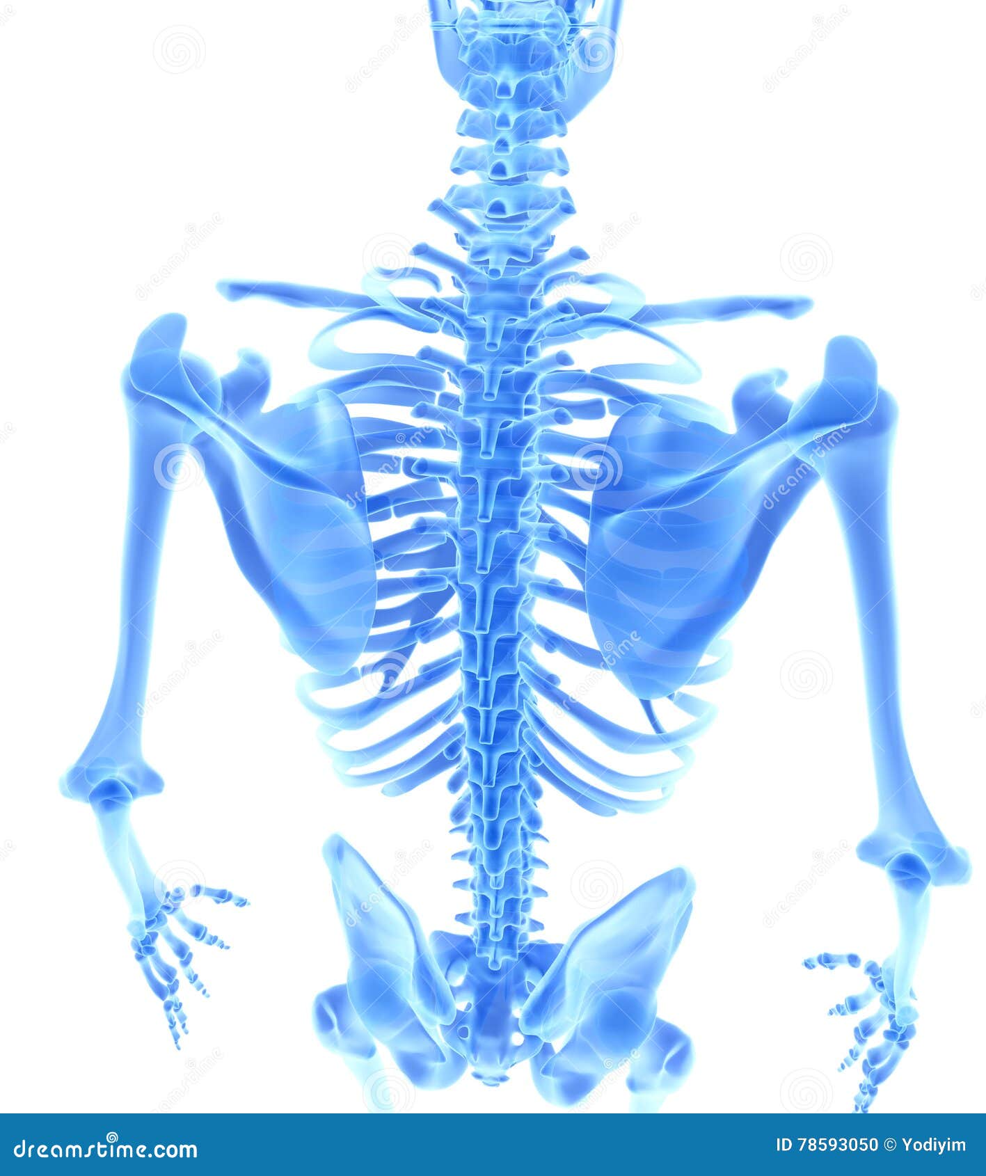 3D Illustration of Shiny Blue Skeleton System. Stock Illustration ...