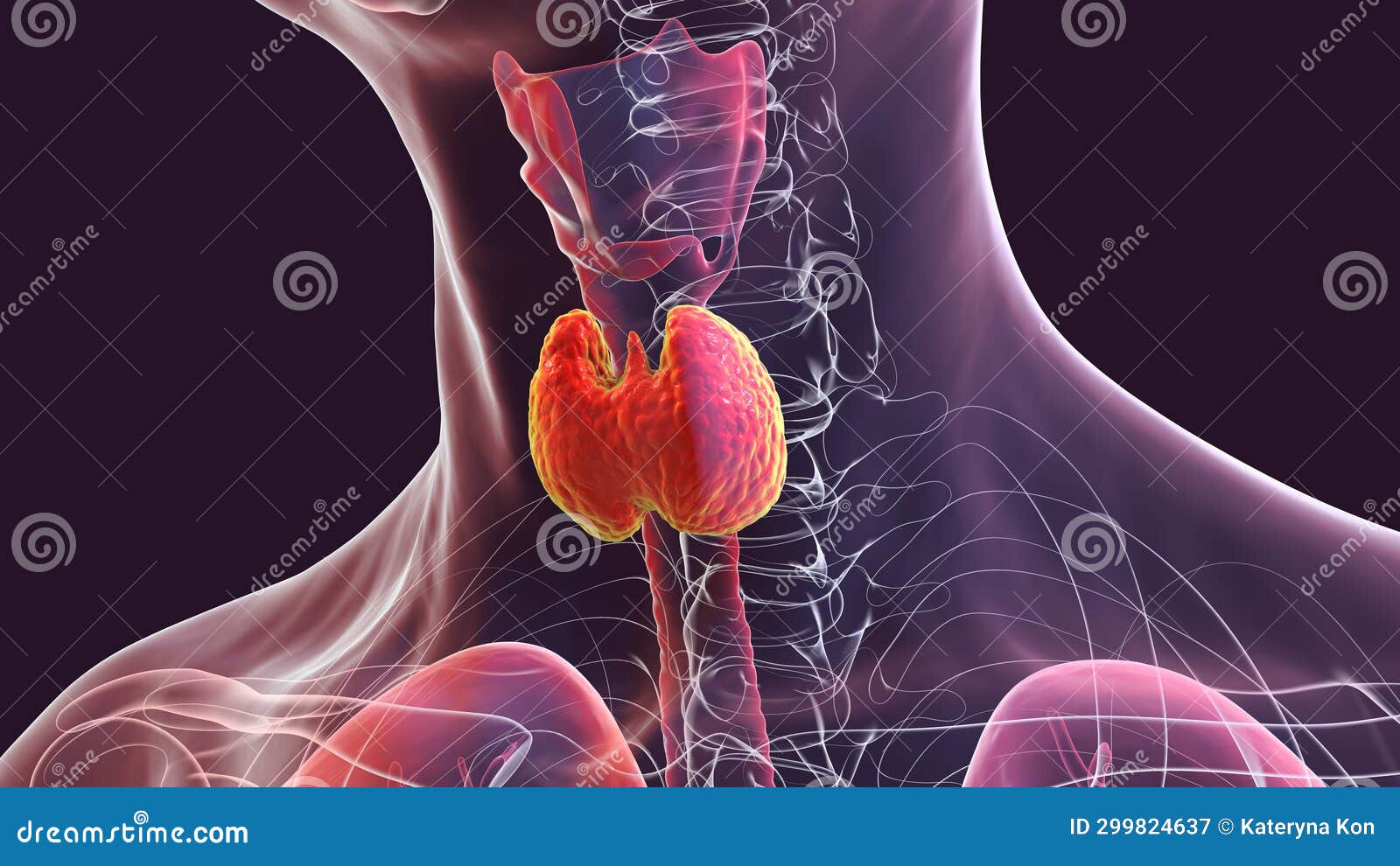 A Thyroid Gland Anatomy, 3D Illustration Stock Illustration ...