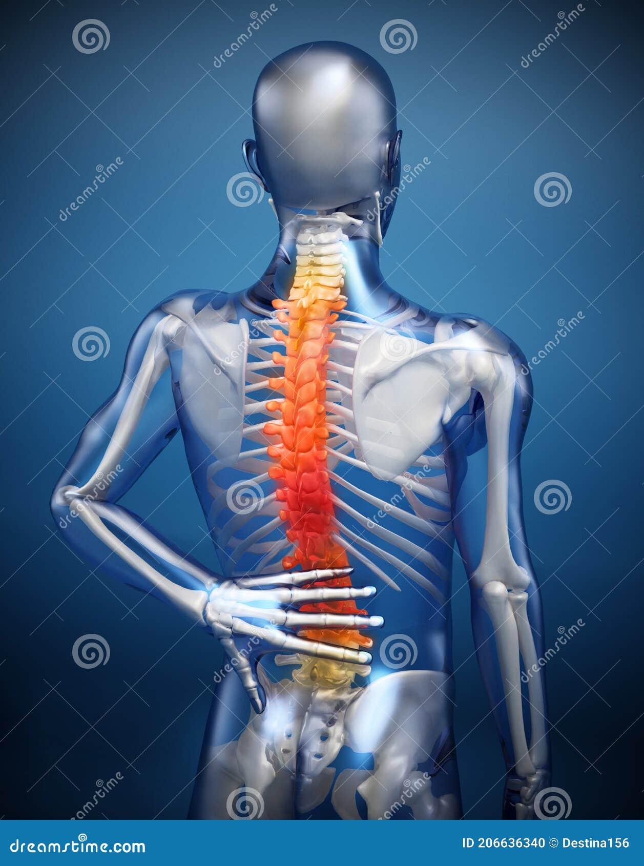 3D Illustration Showing Back Pain or Pain on the Spine Stock ...