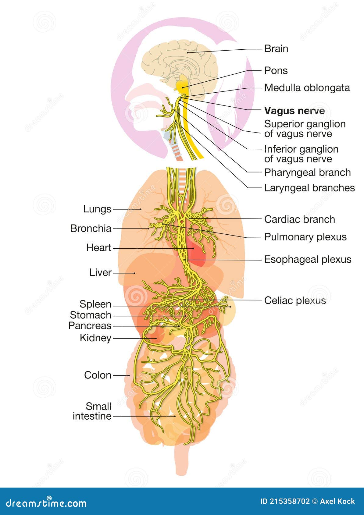 Vagus Nerve Diagram Vector Illustration | CartoonDealer.com #228067622 Vagus Nerve Diagram Vector Illustration | CartoonDealer.com #228067622