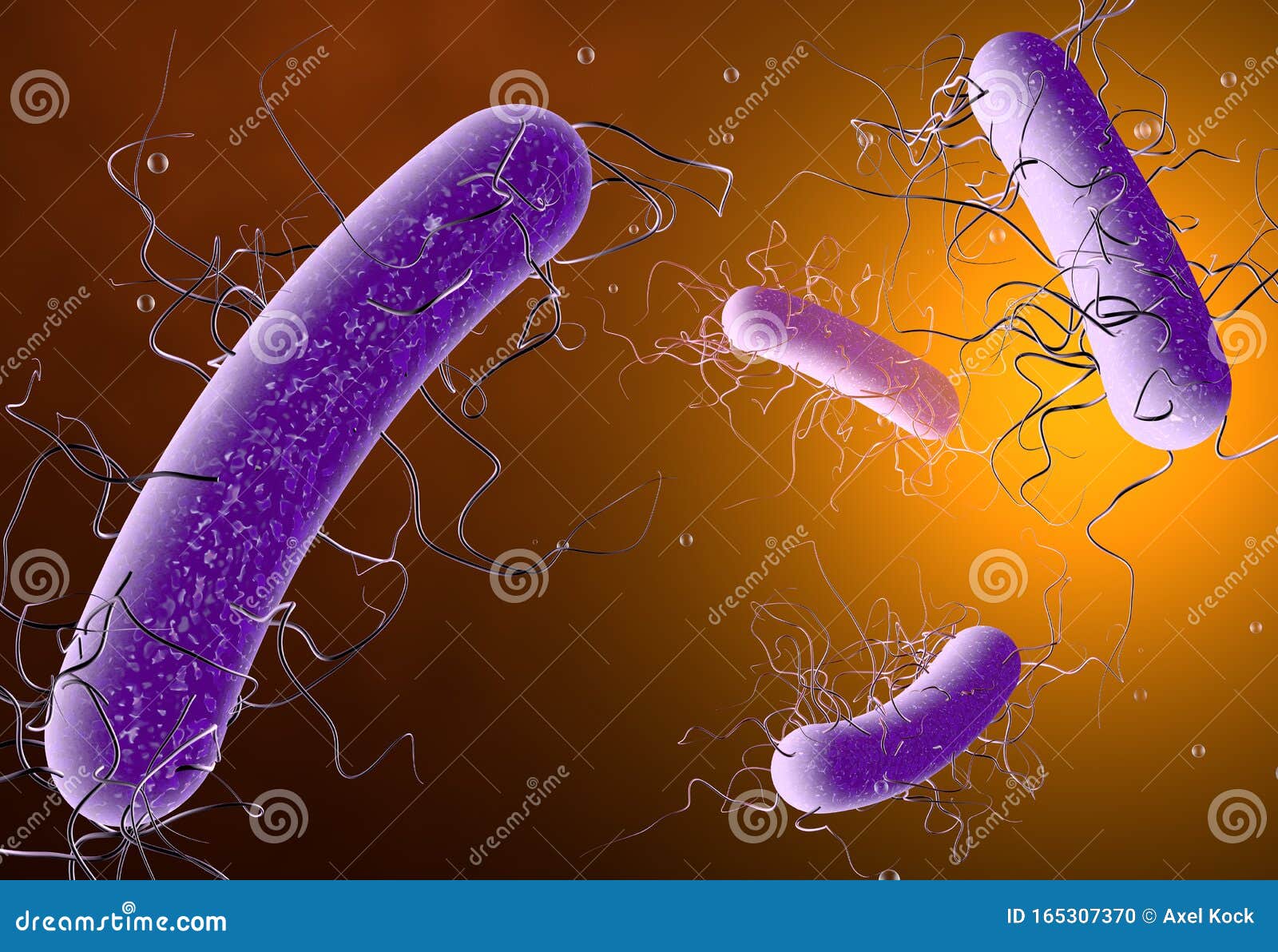 Bacterium Clostridium Difficile In Intestine, Scientific 3D ...