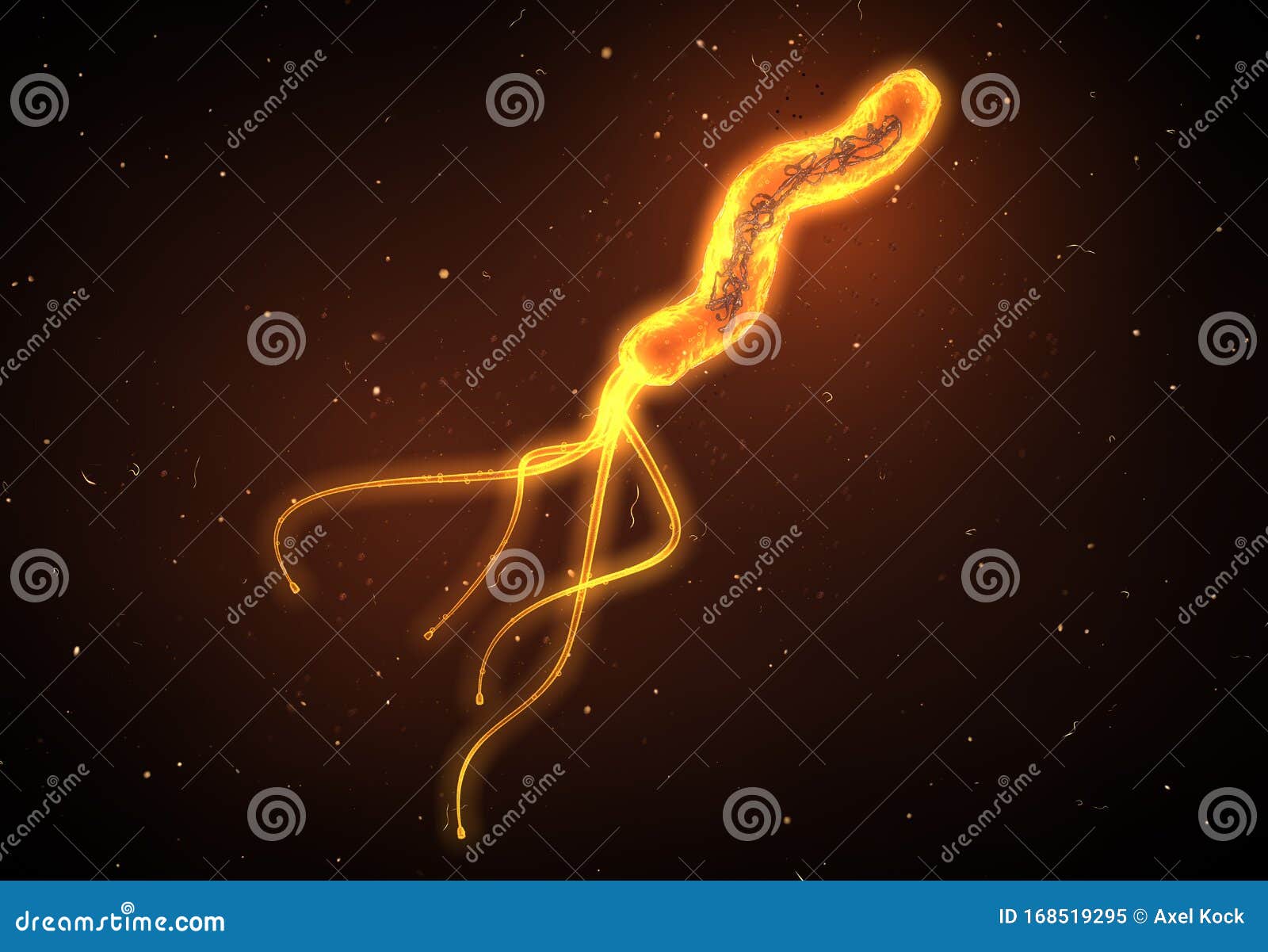 Helicobacter Pylori Bacterium Causing Peptic Ulcer Disease, Gastritis ...