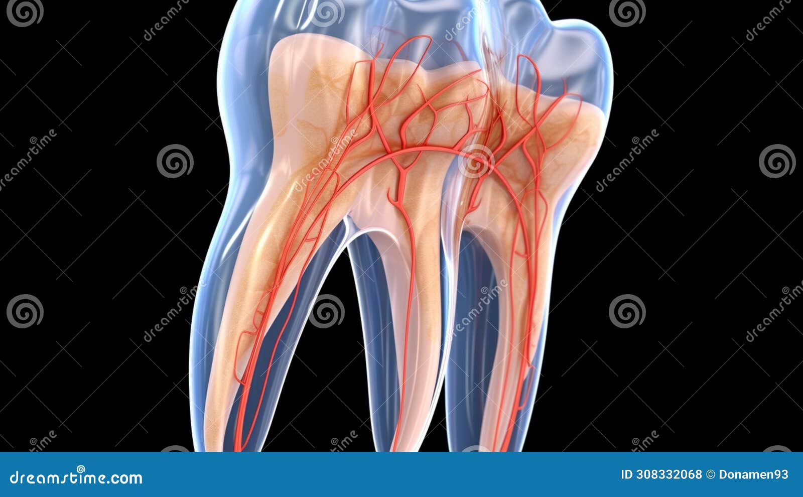 Medical Tooth Anatomy Showing Internal Structure Including Nerves and ...