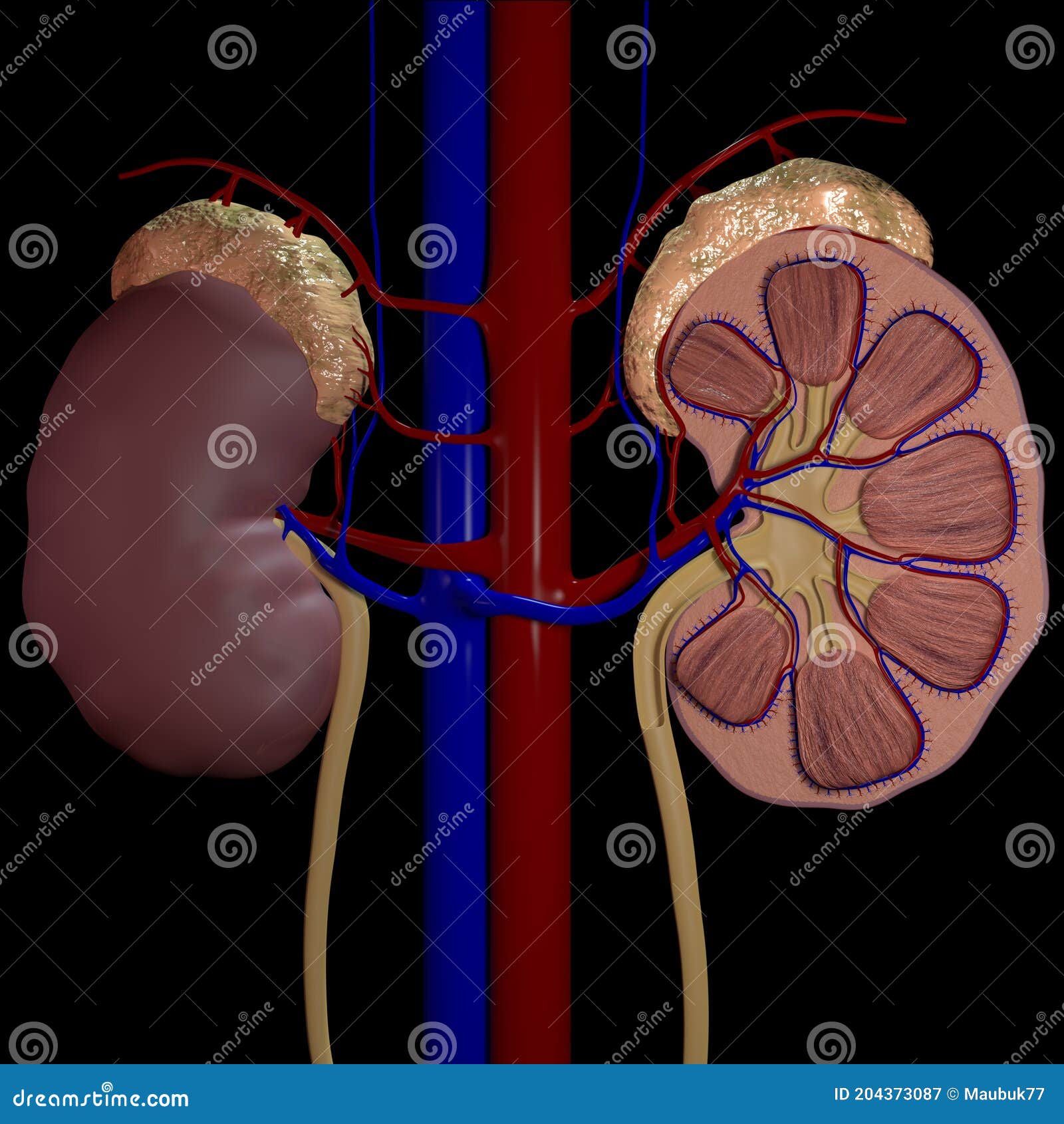 3d Illustration of the Human Kidney Stock Illustration - Illustration ...