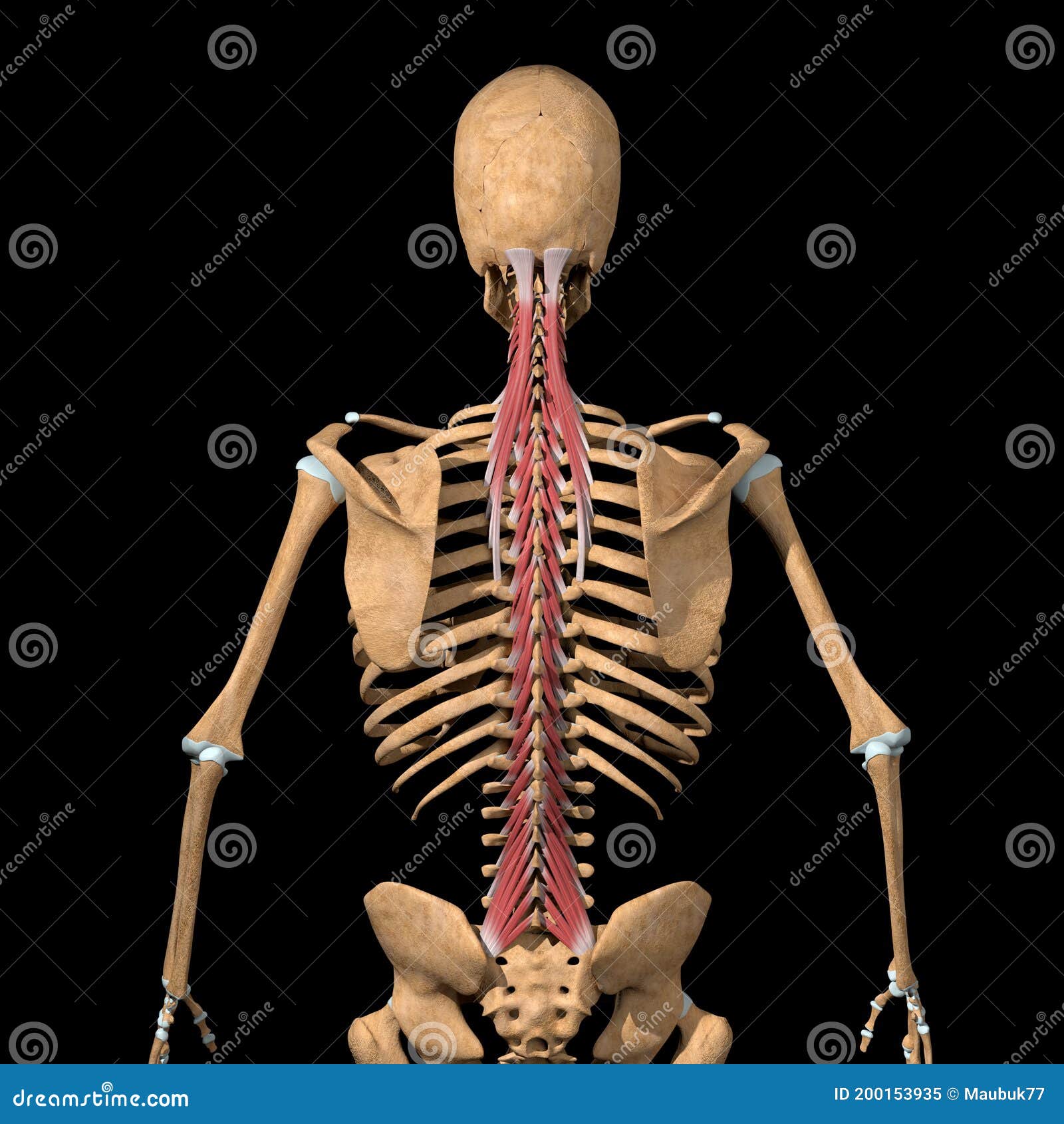 Semispinalis Muscles. Trigger Points And Referred Pain On The Back Of ...