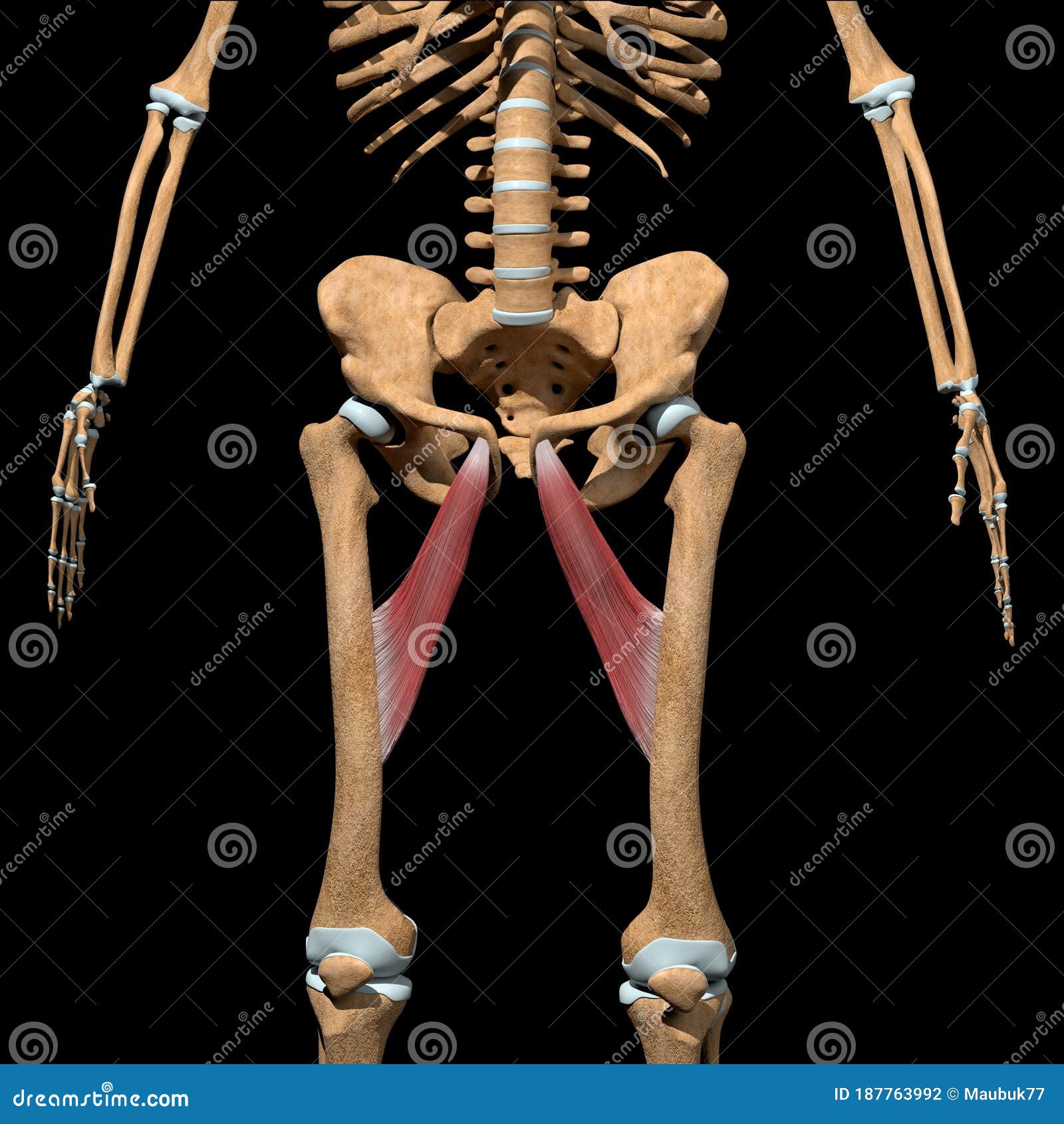 Adductor Muscles Anatomy 3d Medical Illustration On White Background ...