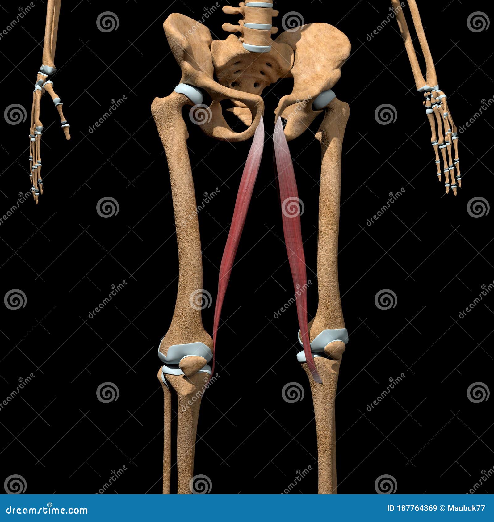 Human Gracilis Muscles on Skeleton Stock Illustration - Illustration of ...