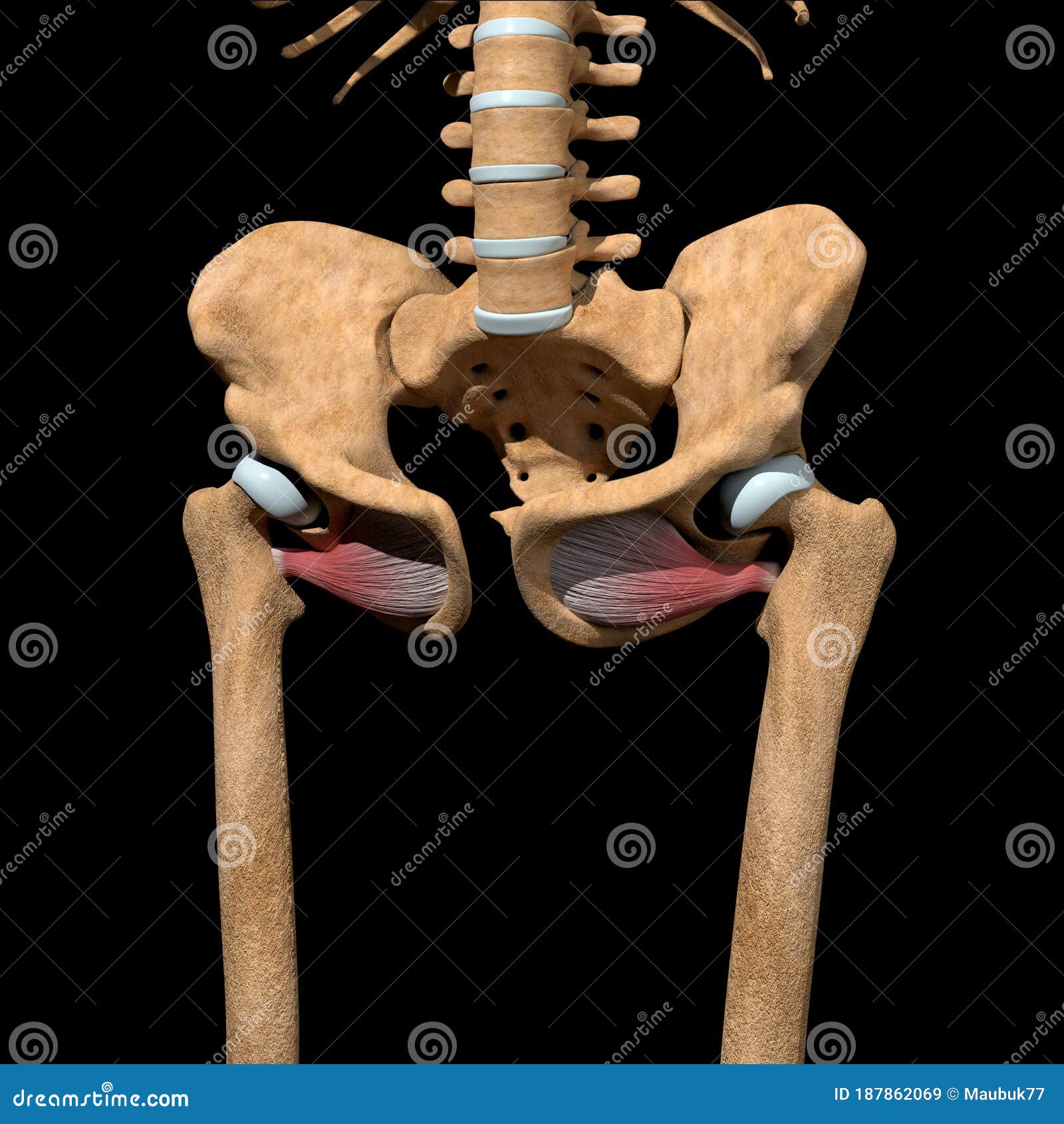Human Obturator Externus Muscles on Skeleton Stock Illustration ...