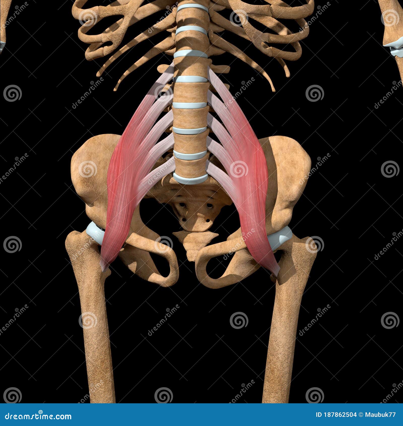 Human Psoas Major Muscles on Skeleton Stock Illustration - Illustration ...