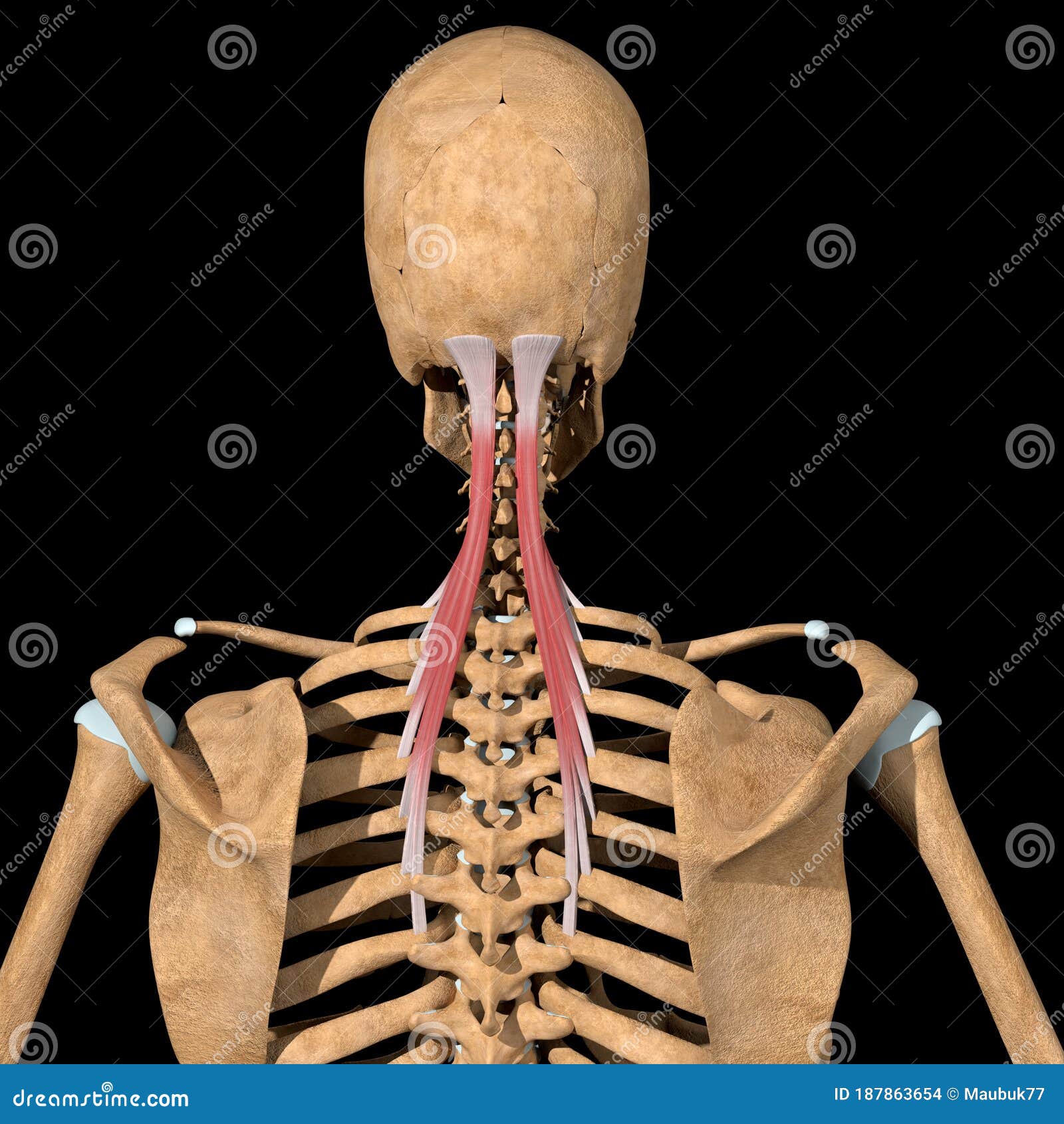 Human Semispinalis Capitis Muscles on Skeleton Stock Illustration ...