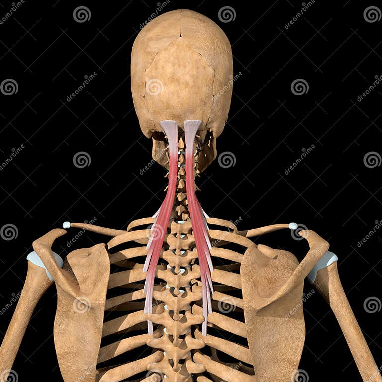 Human Semispinalis Capitis Muscles on Skeleton Stock Illustration ...