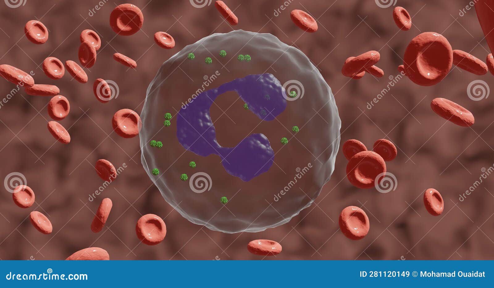 Granulocyte among Red Blood Cells and Showing Granules in Its Cytoplasm ...