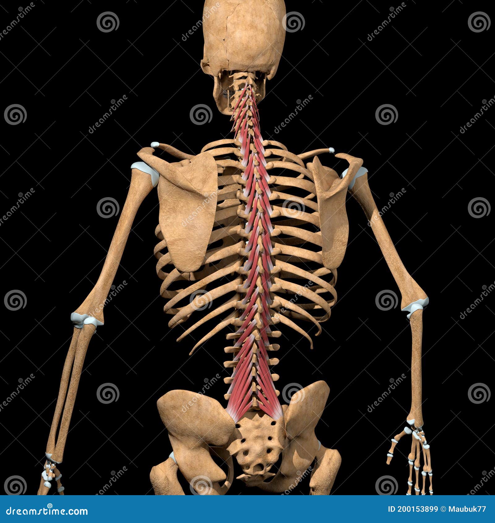 3d Illustration of the Multifidus Muscles on Skeleton Stock ...