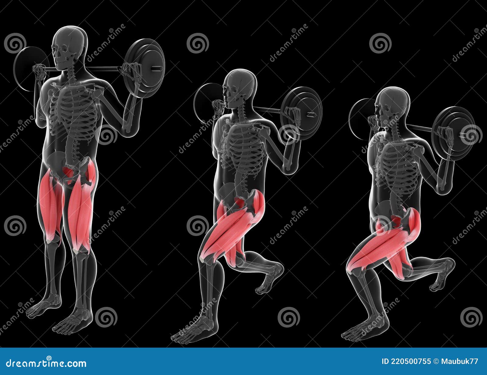 Anatomical Positions Vector Illustration. Scheme Of Superior, Inferior ...