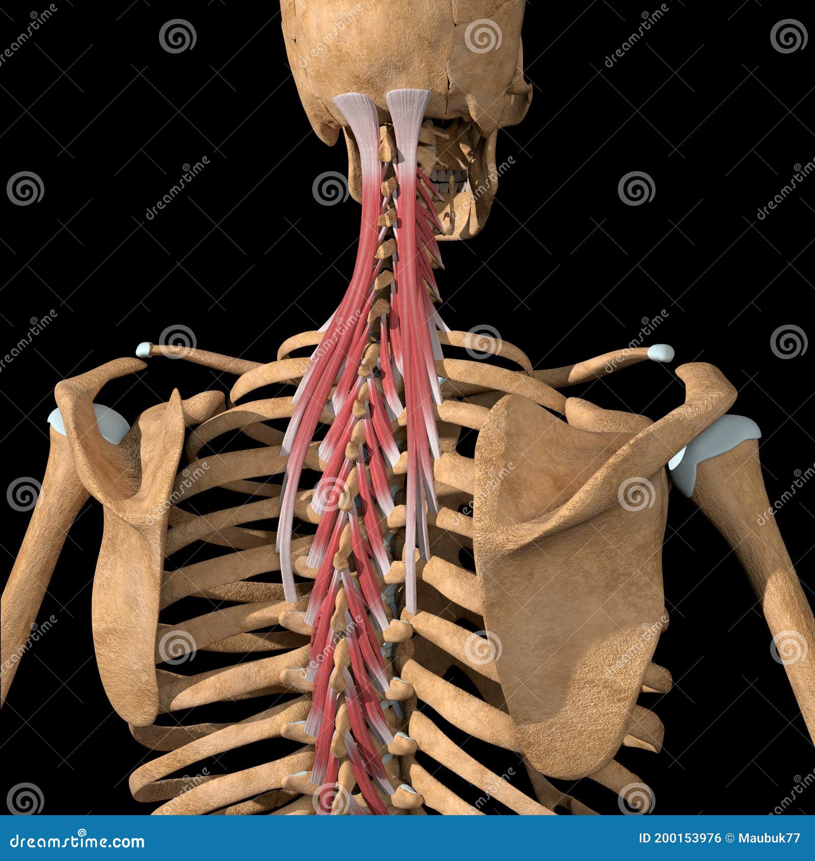 3d Illustration of the Transversospinalis Muscles Group Stock ...