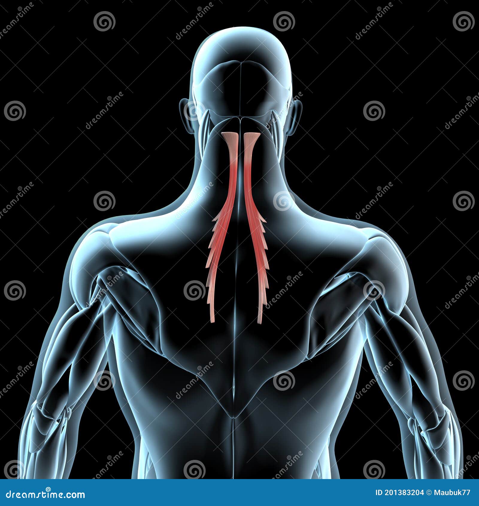 3d Illustration of the Semispinalis Capitis Muscles on Xray Musculature ...