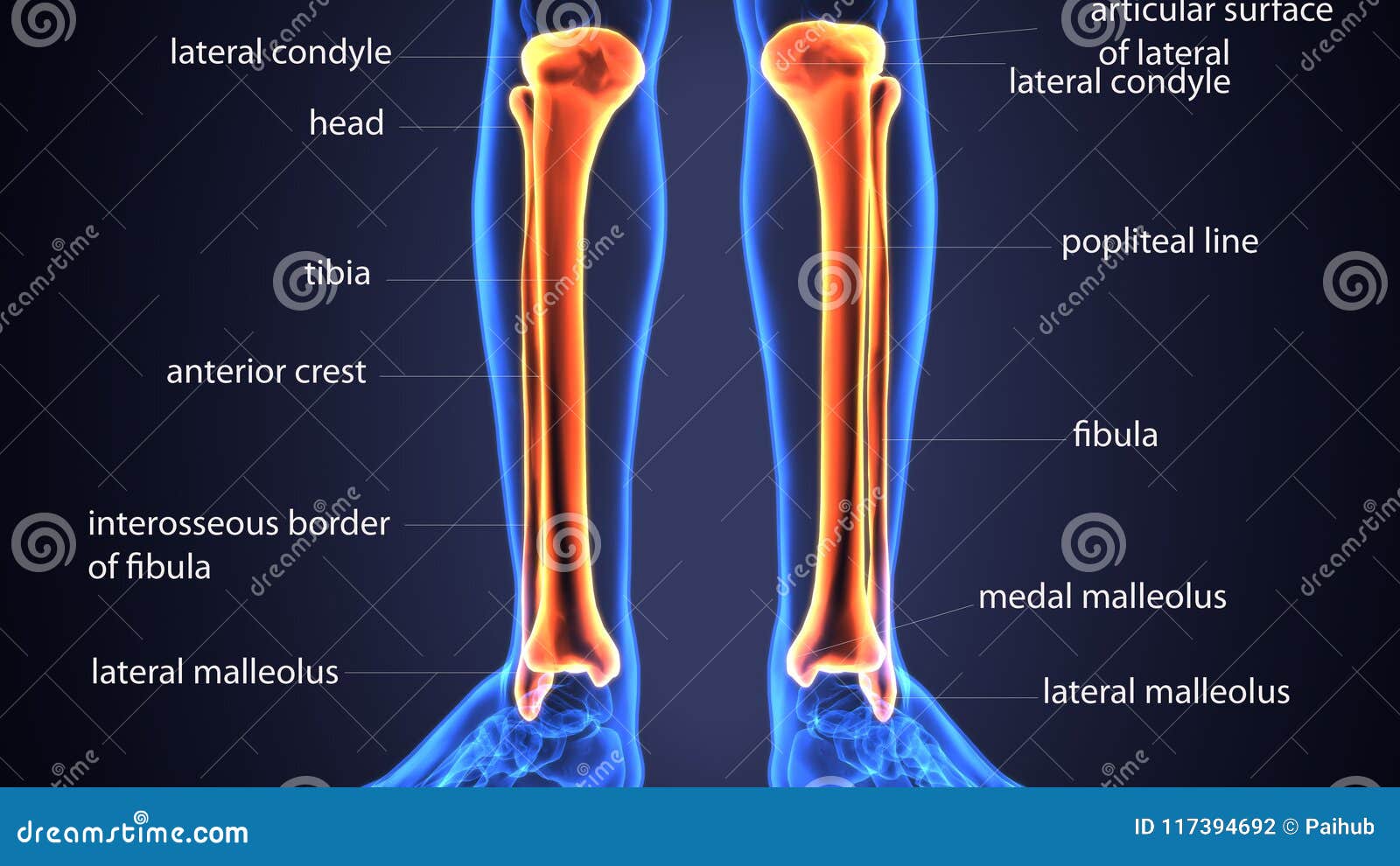Right Leg Bone Diagram Fibula Bone Anatomy Bones Medi - vrogue.co Right Leg Bone Diagram Fibula Bone Anatomy Bones Medi - vrogue.co