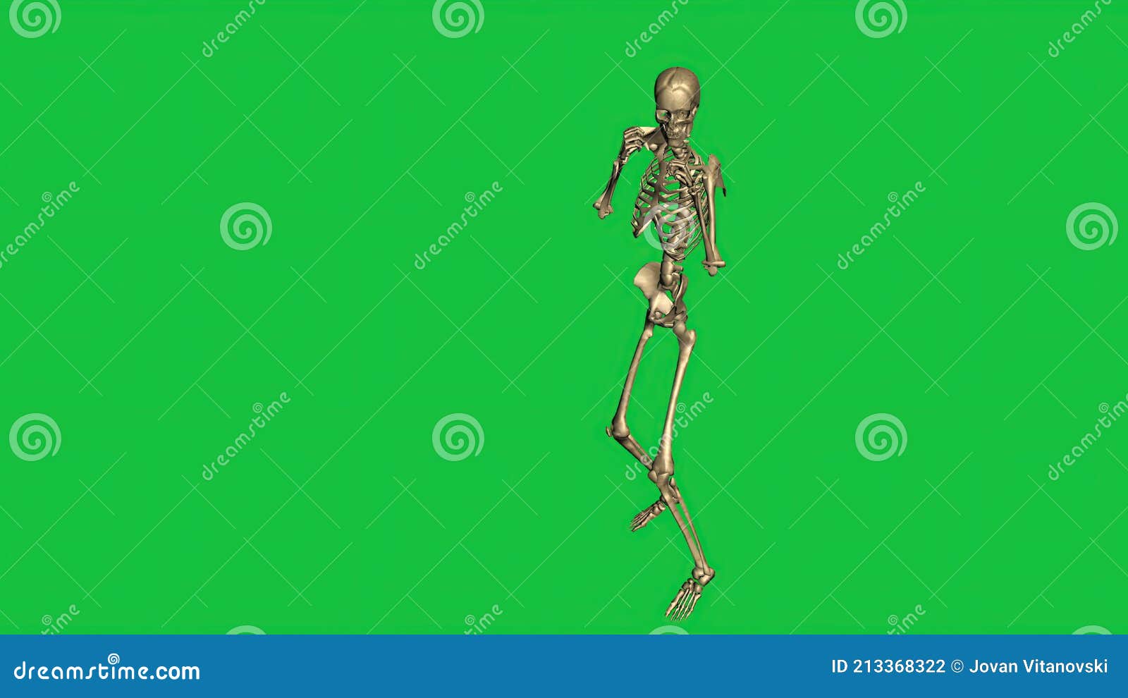 Skeleton Boxing - Separate on Green Screen Stock Illustration ...