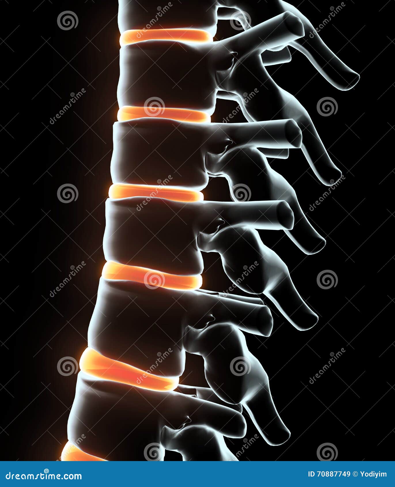 3D Illustration of Skeleton System - X-ray Human Spine. Stock ...