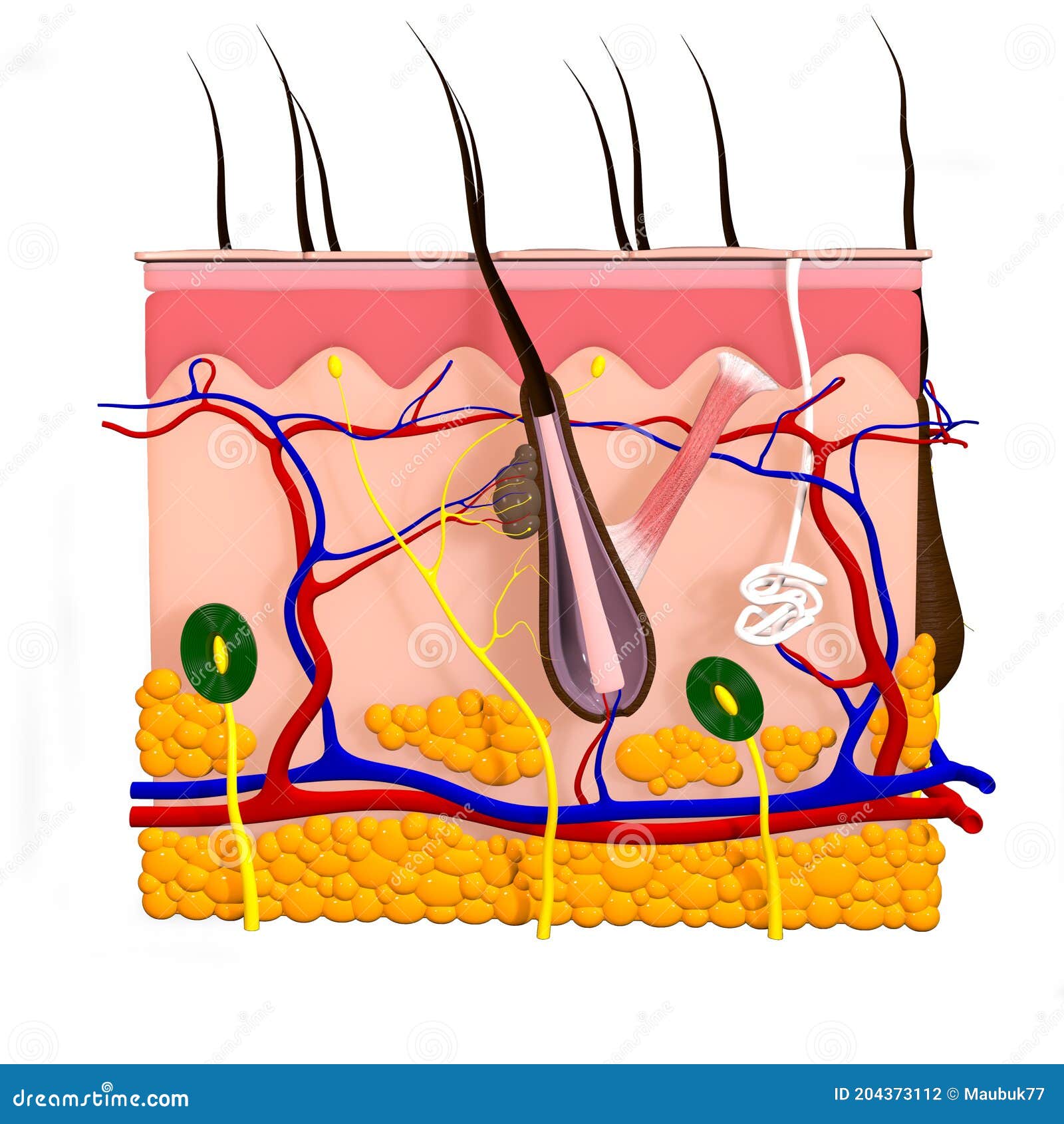 3d Illustration of the Skin Anatomy Stock Illustration - Illustration ...
