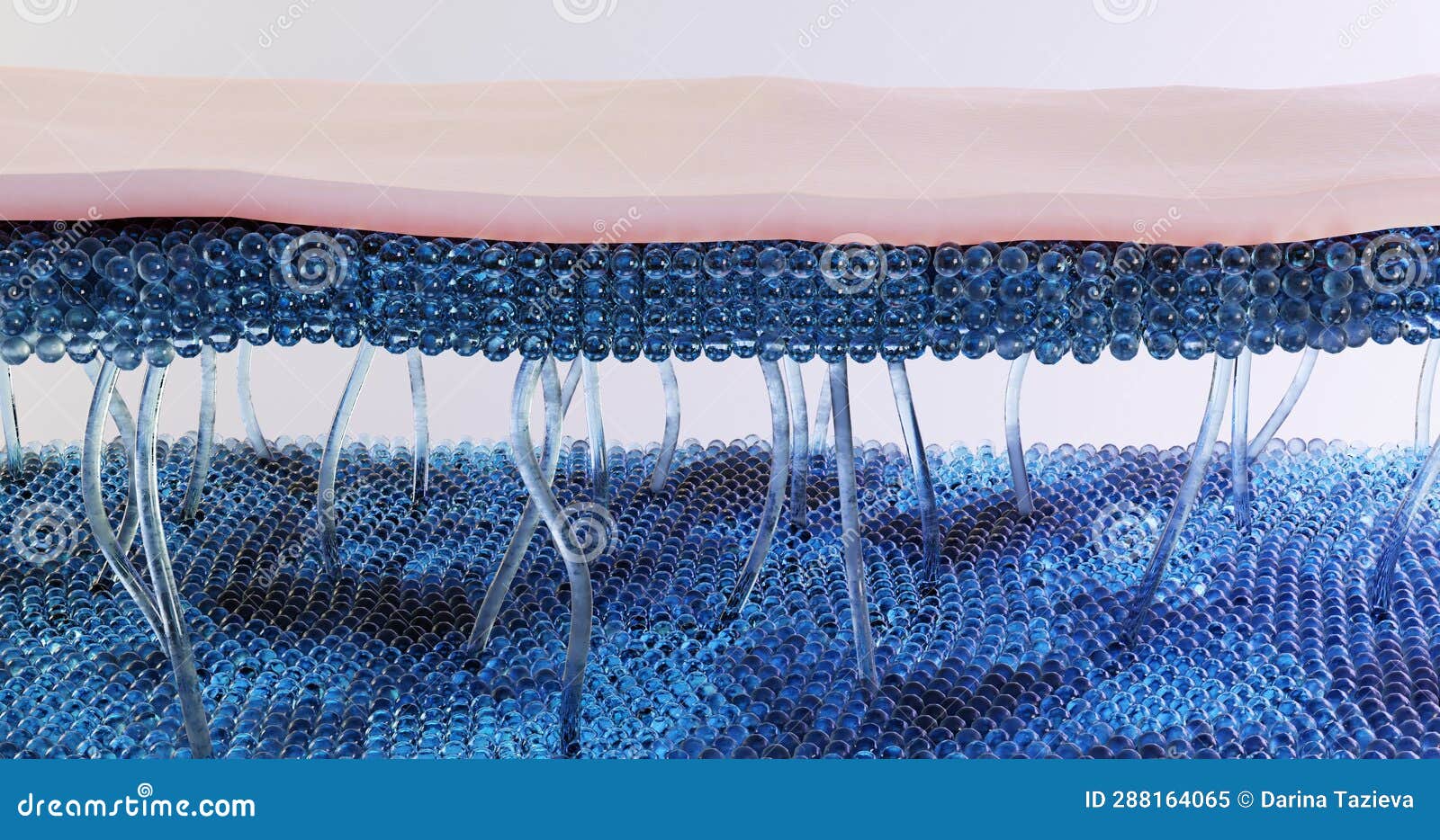 3d Illustration of the Skin Structure, Membrane. Stock Illustration ...