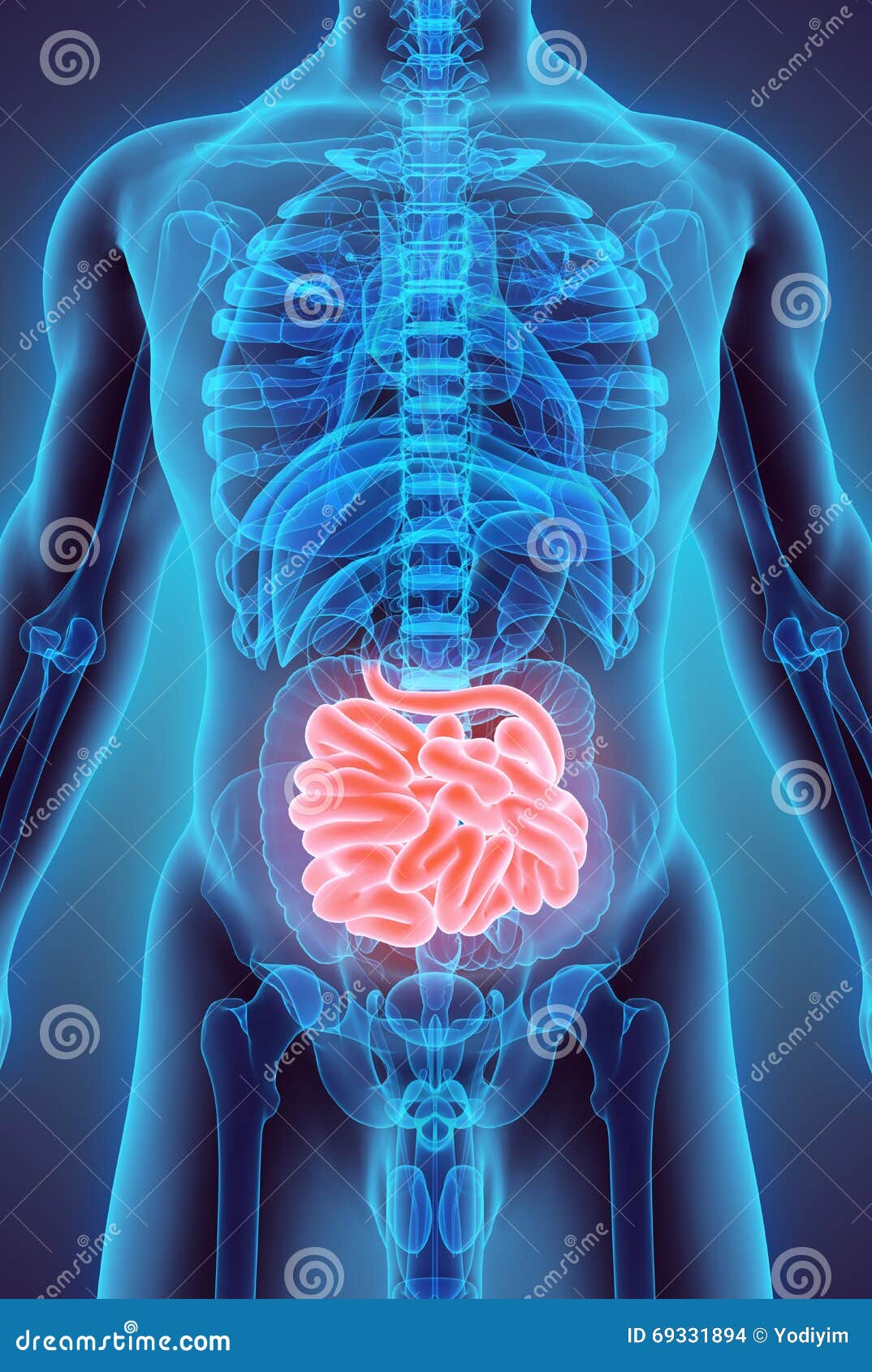 Illustration Of Intestine Diagram Stock Image | CartoonDealer.com ...