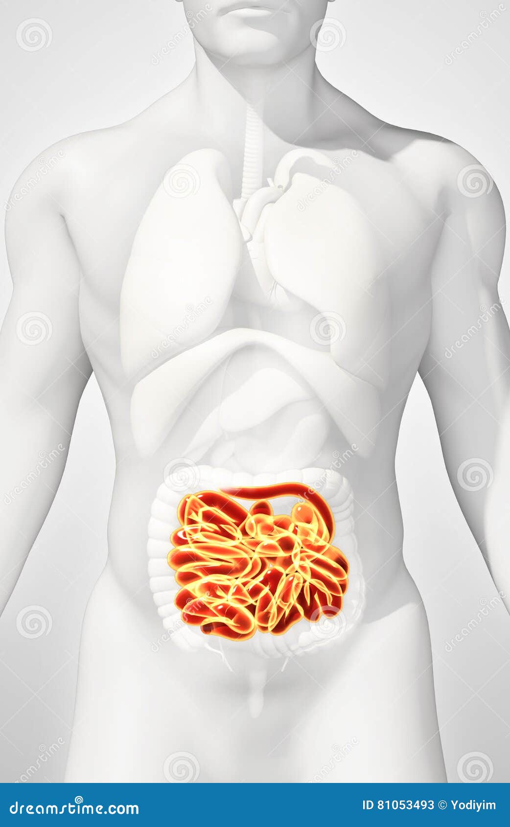 3D Illustration of Small Intestine. Stock Illustration - Illustration ...