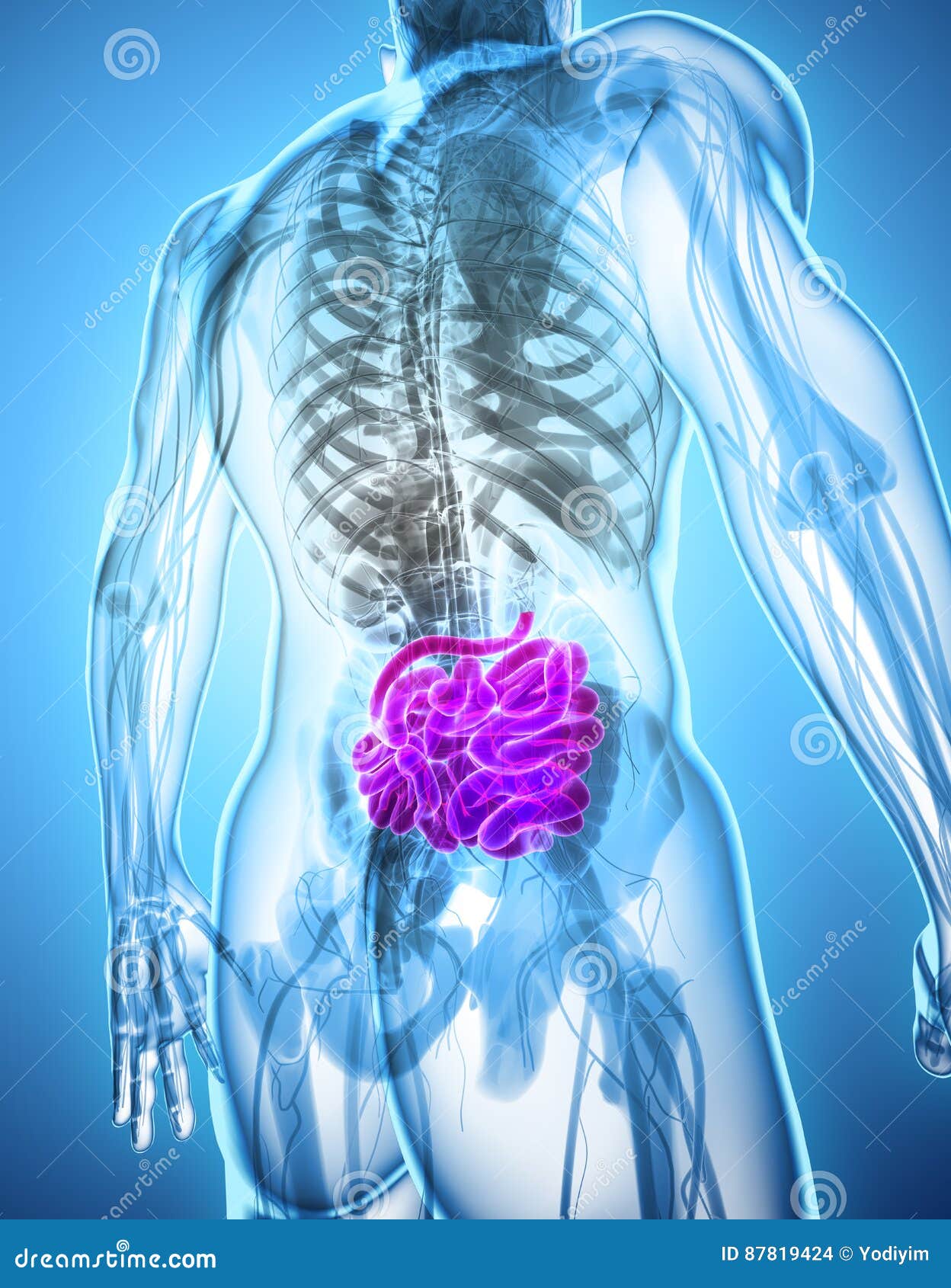 3D Illustration of Small Intestine. Stock Illustration - Illustration ...