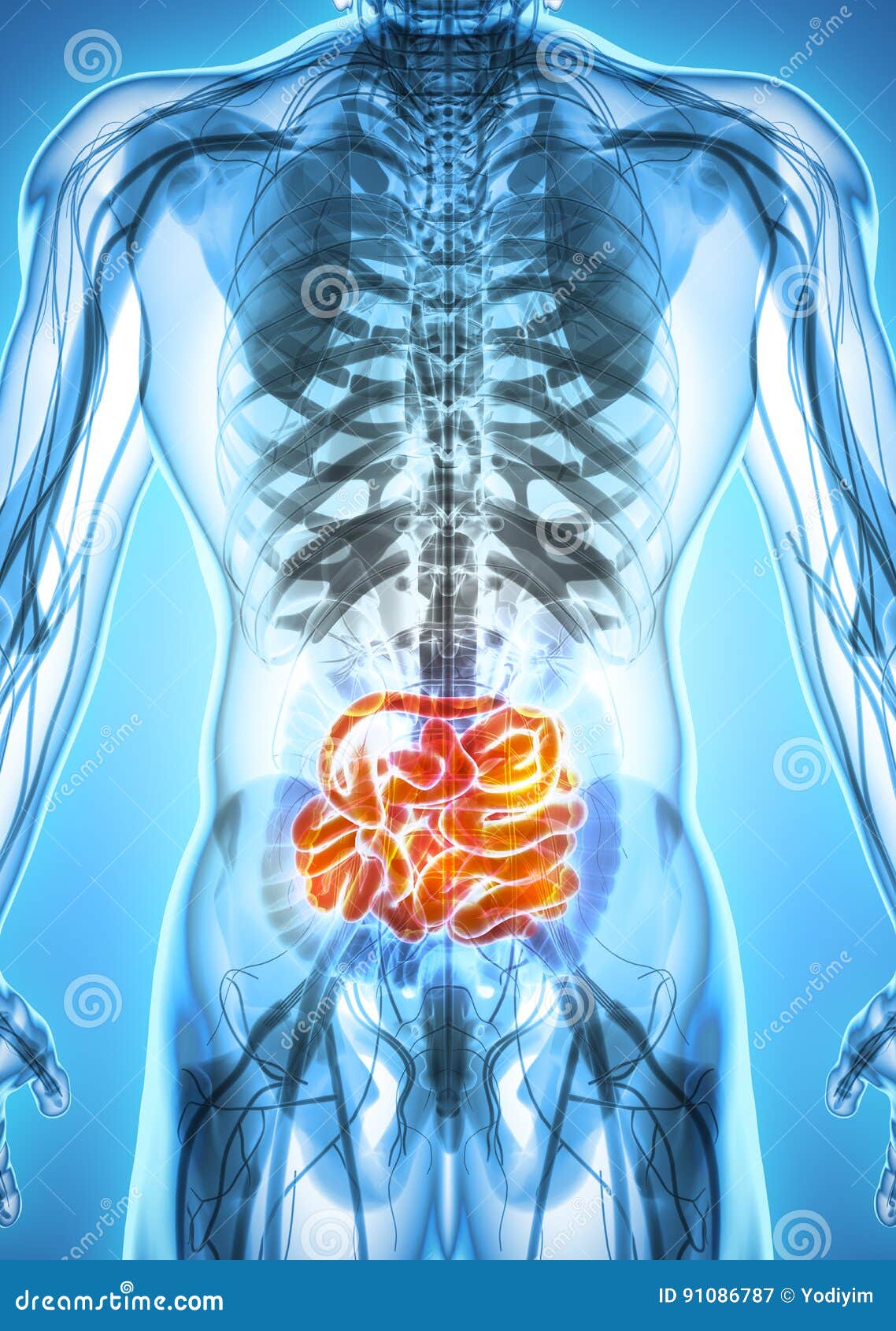 3D Illustration of Small Intestine. Stock Illustration - Illustration ...
