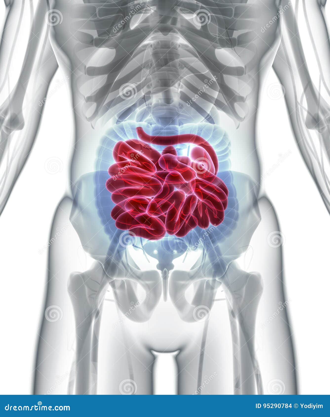 3D Illustration of Small Intestine. Stock Illustration - Illustration ...